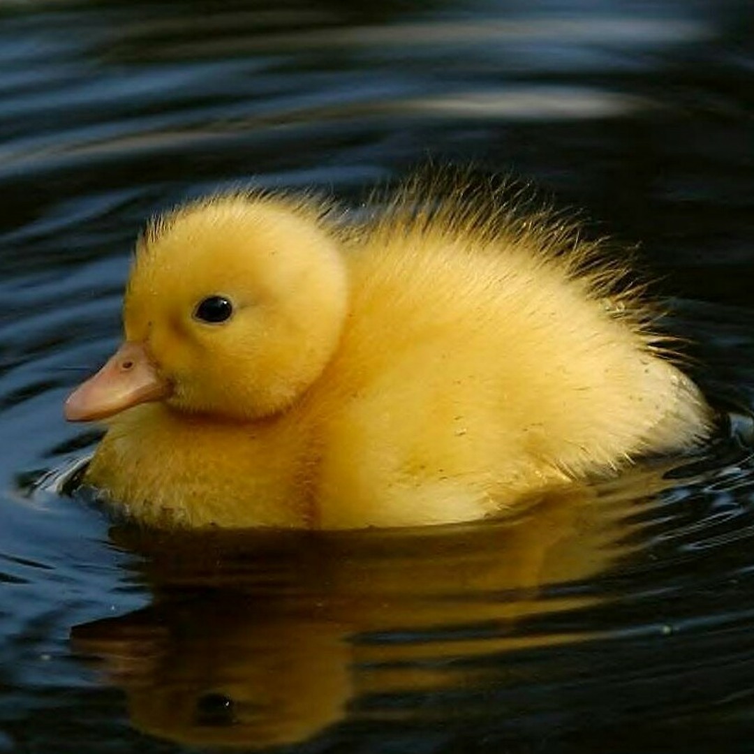 Stream EAR RAPE (HORRIBLE SOUNDS EDITION) DUCK BE WITH YOU! by Doina ...