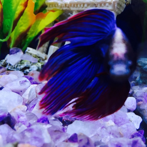 Stream Slugs Nov Lou Reed tribute 2013 by slugswithwigs | Listen online ...