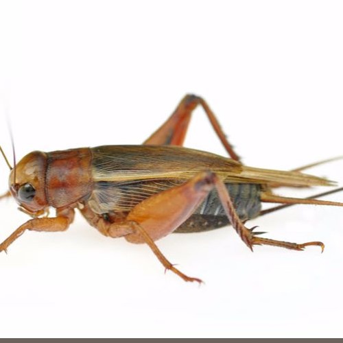 Stream episode 10 Fantastic Cricket Facts For Kids by Pets Store ...