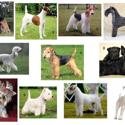 Stream Grupo 3 Terrier FCI by ¡Guau, qué limpio! | Listen online for free on SoundCloud