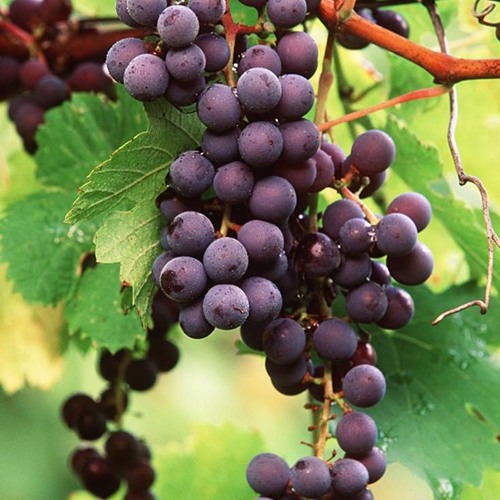 Stream Josef - Nr 1 - Soos die Vader My gestuur het, so stuur Ek julle ...