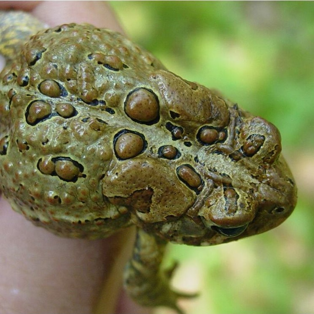 Stream Purdue FNR | Listen to Frogs and Toads of Indiana playlist ...