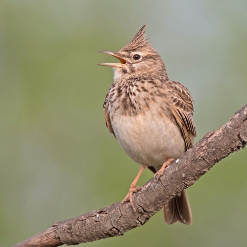 Stream episode The Singing Springing Lark by The Folktale Project ...