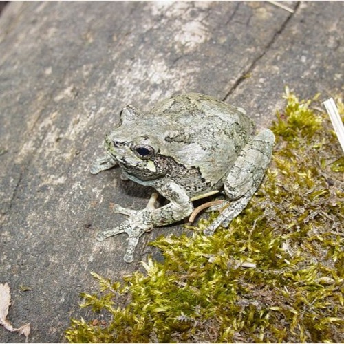 Stream episode Eastern Gray Treefrog by Purdue FNR podcast | Listen ...