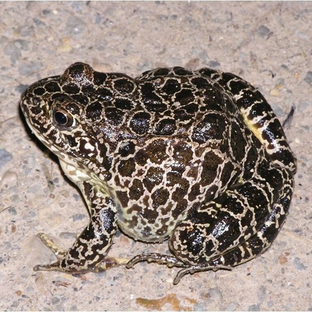 Stream episode Crawfish Frog by Purdue FNR podcast | Listen online for ...