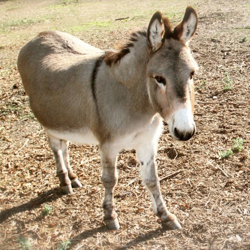 Stream episode Kukka Gadida by Ammamma Kathalu - Stories for Children ...