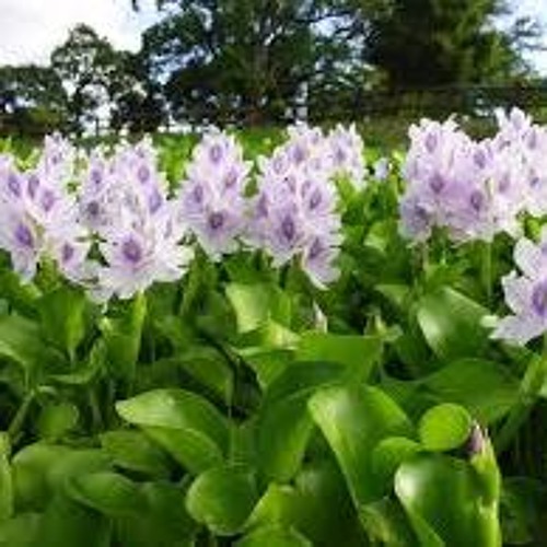 Stream Reading - Unit 3 - Lesson 2 - The water hyacinth by ...