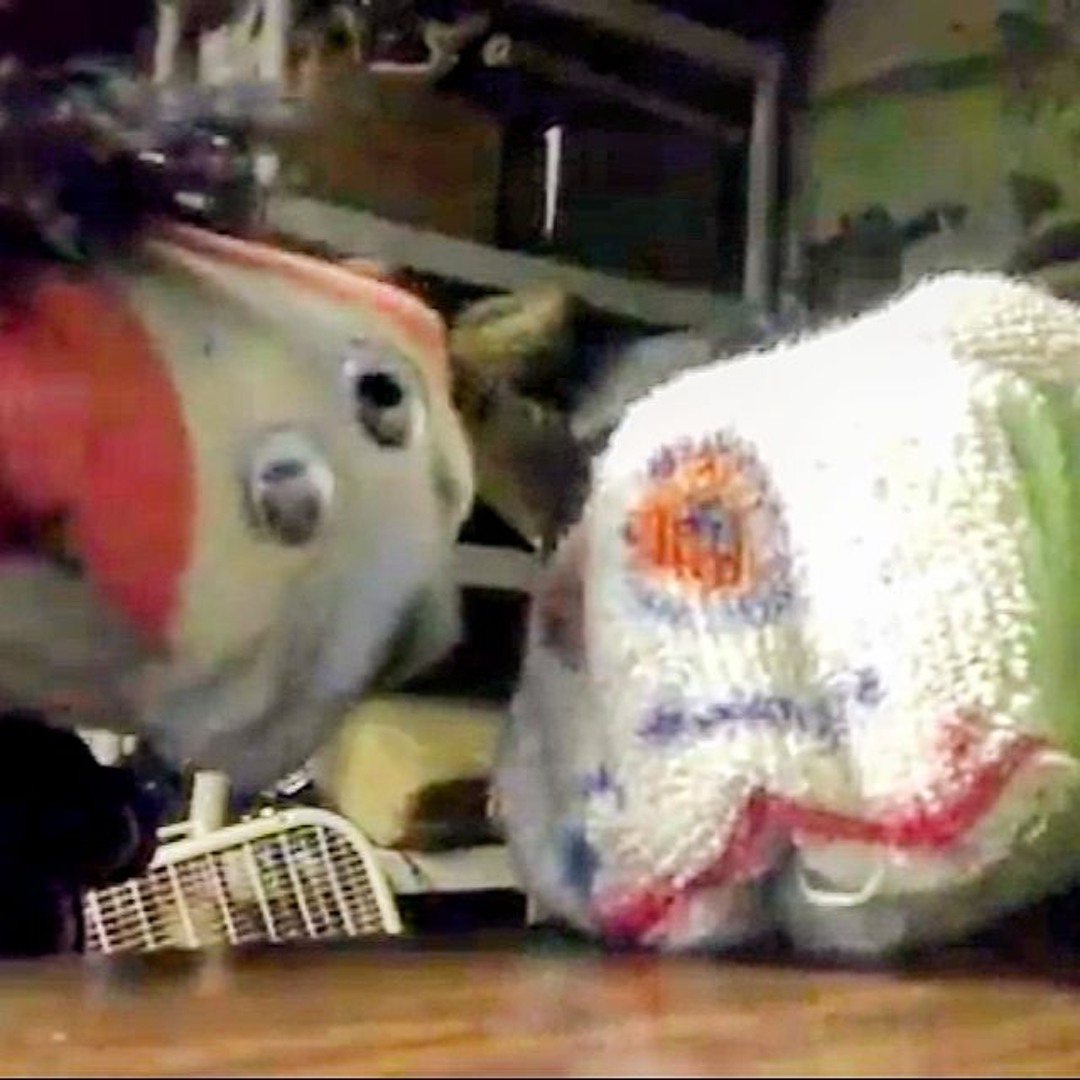 Stream Gustavo and friends SEASON ONE!(Audio) | Listen to Gustavo and ...