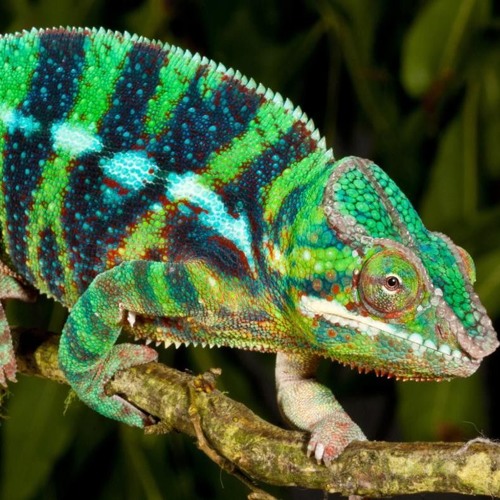 Stream Educational Office | Listen to 2A-Reptiles-Encyclopedia playlist ...