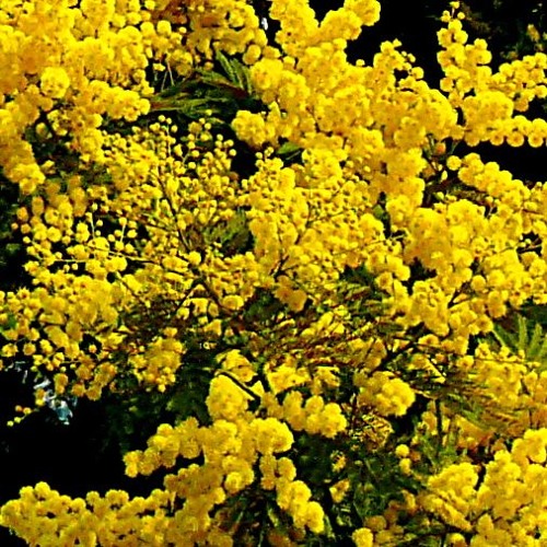 Stream Mystery Fox - "Mimosa Tree" by Mystery-Fox | Listen online for ...