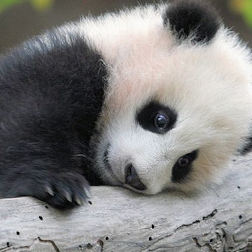 Stream mammals-2C by Educational Office | Listen online for free on ...