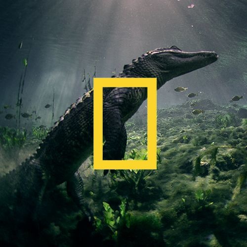 Stream National Geographics - Alagarto EVERGLADES by Patrick Puszko ...