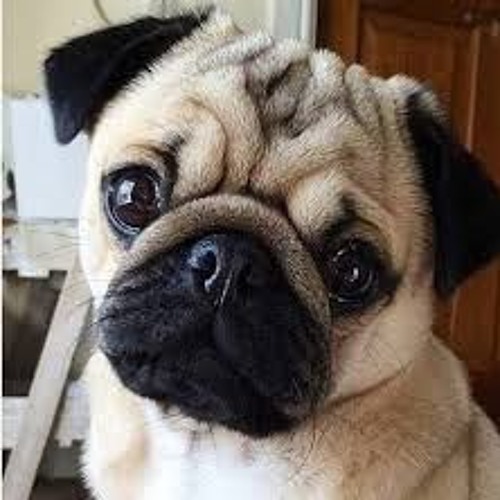 Stream Pug Song by KingPug672 | Listen online for free on SoundCloud