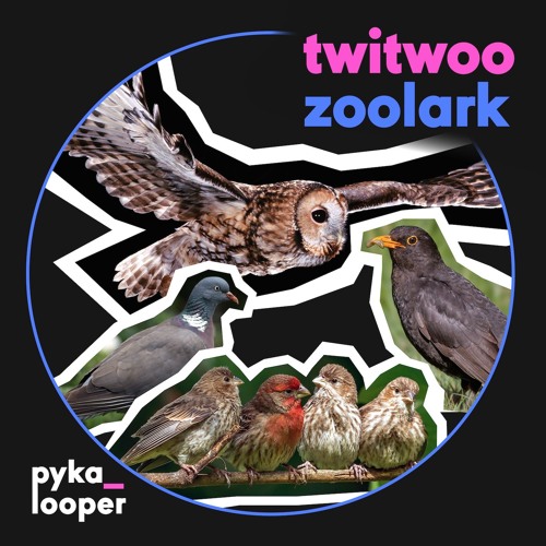Stream Twitwoo Zoolark (Chester Zoo) by pyka_sessions | Listen online ...