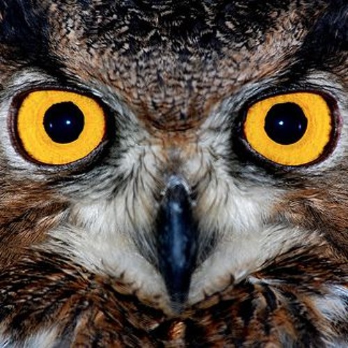 Stream The Owl who was Afraid of the Dark (Extract) by Oliver Rudland ...