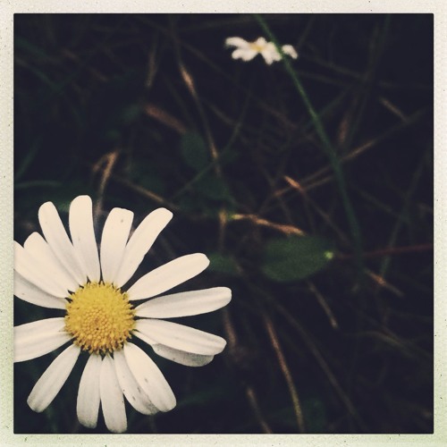 Stream Wild Daisies (adapted from the poem By Bub Bridger) by Josh ...