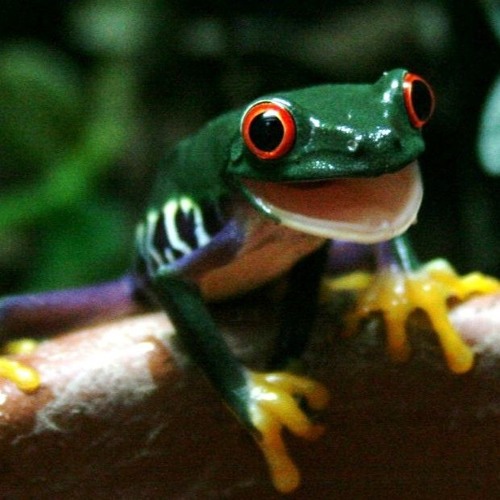 Stream episode Character Work: Uncookedland - Franklin The Frog by ...