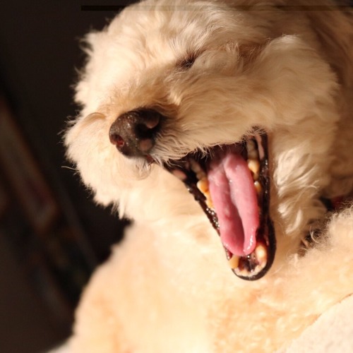 Stream episode プー/PuChan by Meowko podcast | Listen online for free on ...