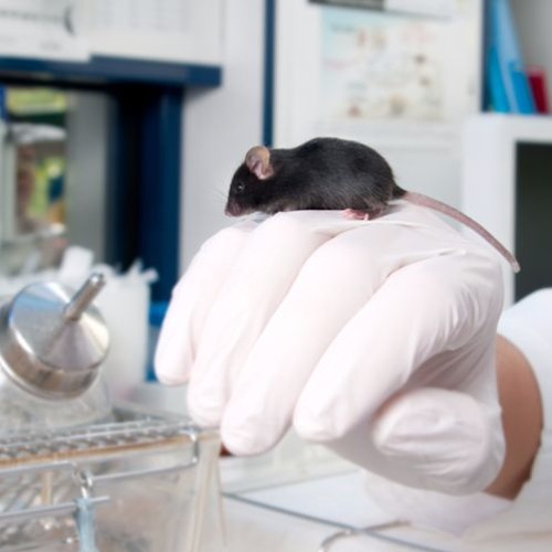 Stream episode Bringing Rigor Back To Health Research by SciFri podcast ... Stream episode Bringing Rigor Back To Health Research by SciFri podcast ...