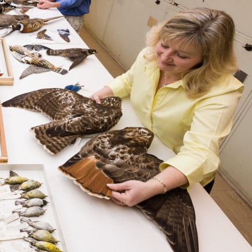 Stream episode Feathers And Snarge: Identifying What Is Left After ...