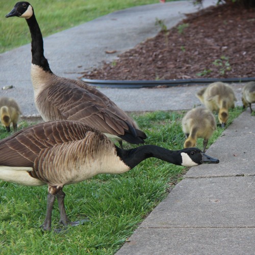 Stream episode A NEW Goose Interview with Harvey, Bert and Bertie their ...