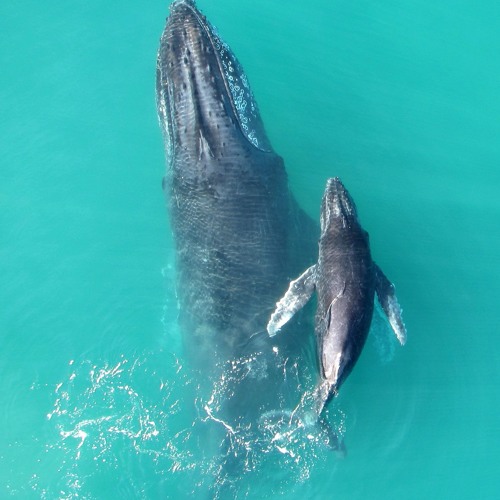 Stream Calf Sounds (credit. Prof. Peter Teglberg Madsen) by British ...