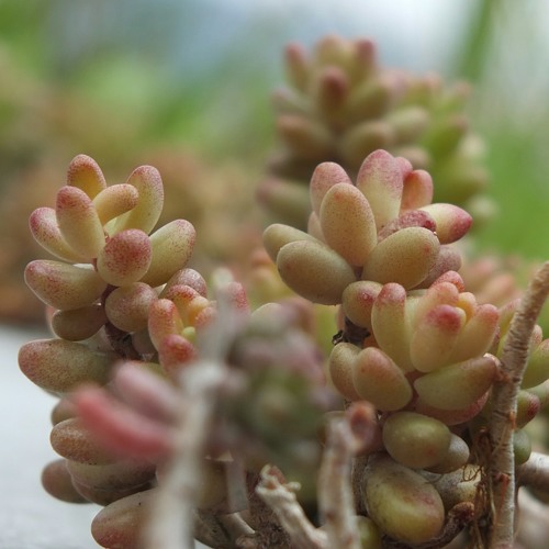 Stream Tekin Deniz - Yayladan 3 Elma (beste) 20160904 by Buse Sezen 1 ...