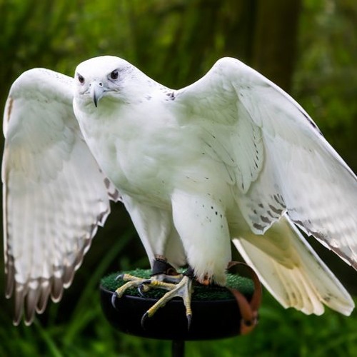 White Eagle