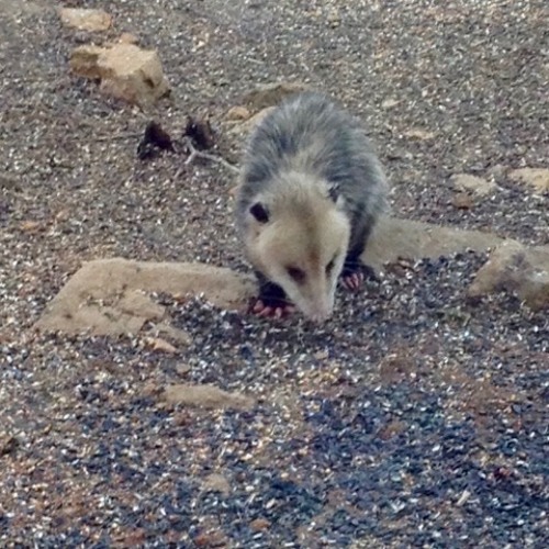 Stream The Bear In The Hill by John Minear | Listen online for free on ...