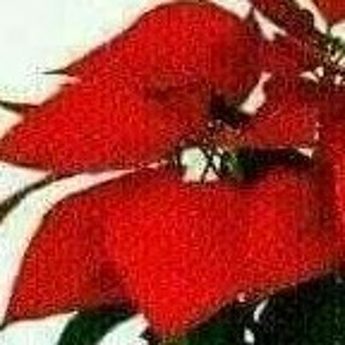 Stream That Poppy - Money (instrumental) by Unreleased Español | Listen ...