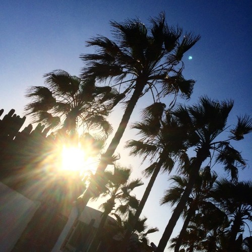 Stream Palm Tree by Jacob Crossley | Listen online for free on SoundCloud