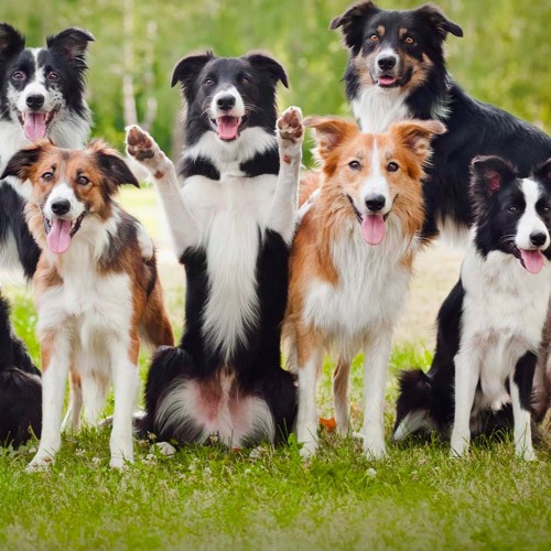 Stream Happy Birthday Taz by Harry Aronsten | Listen online for free on ...