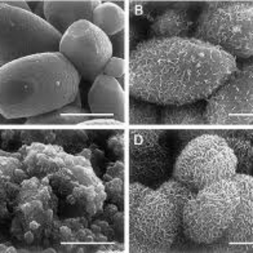 Stream otoconia by baragisladottir | Listen online for free on SoundCloud