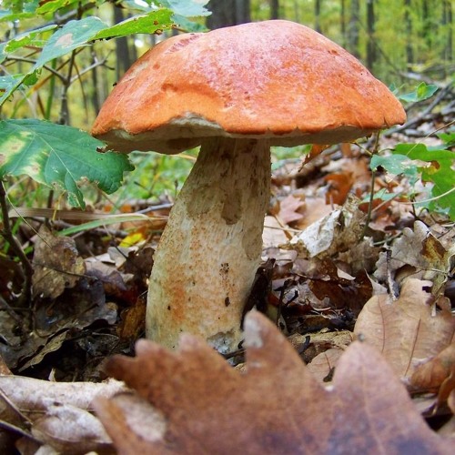 Stream episode Gomba by Sian Kidd and Tim Karp by The Embers Collective ...