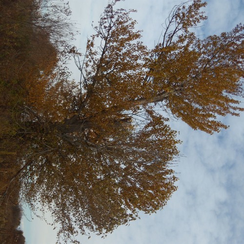 Stream New Wisdom Vs. Mighty Fang - All Dem Dreams (Never Leave Them ...