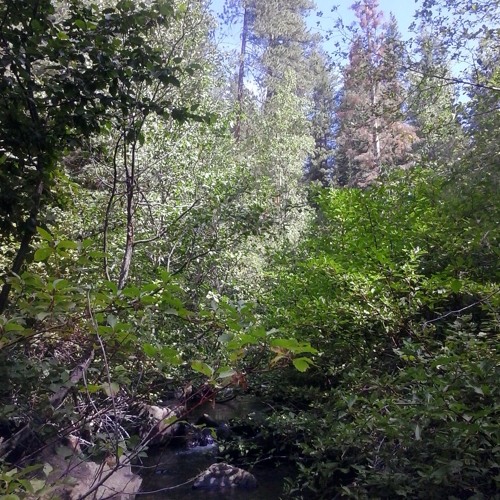 Stream Riverbed Dragon by Devon Roth 1 | Listen online for free on ...