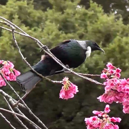 Stream Tui Song by John Laurence | Listen online for free on SoundCloud