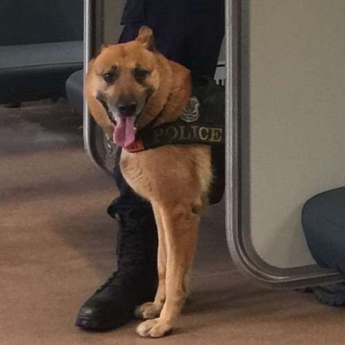Stream Maryland Transit Times: MDOT MTA Police K9 Unit by MTA Maryland ...