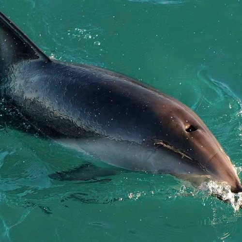 Stream episode ¿Cuál es el Hábitat del Delfín Oscuro? by ...