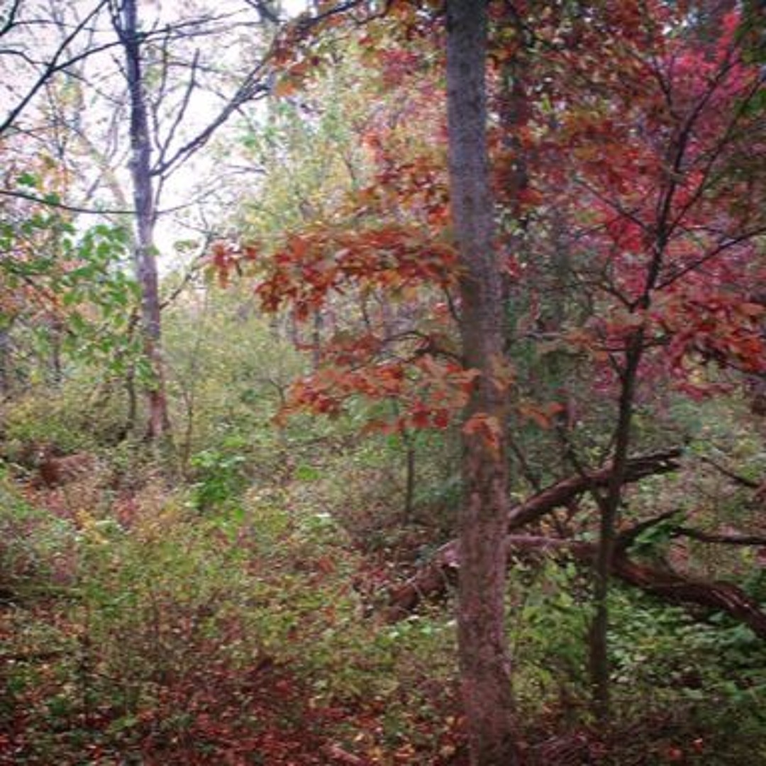 Stream episode What is the Maximum Effective Range of a Crossbow by ...