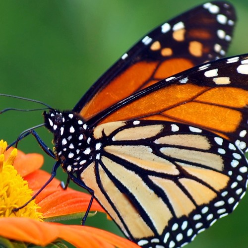 Stream Monty the Monarch Butterfly audio (missing clip) by Hayley ...
