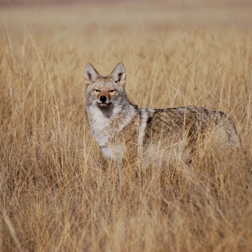 Stream Prairie coyotes by Acoustic Atlas | Listen online for free on ...