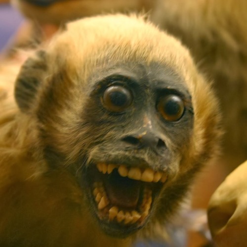 Stream Hairy Chango - Los Mega Chimpances Psicodelicos Fumados ...