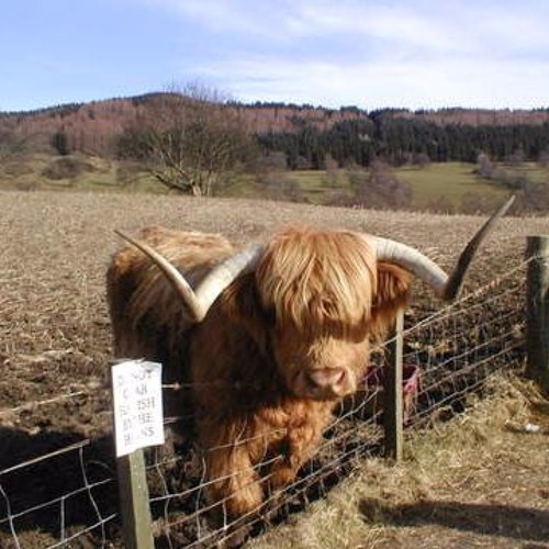 Stream So Sad (George Harrison) by Pete Wolf 3 | Listen online for free ...