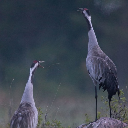 Stream Sookurg - common crane, grus grus by Kaspar Riis | Listen online ...