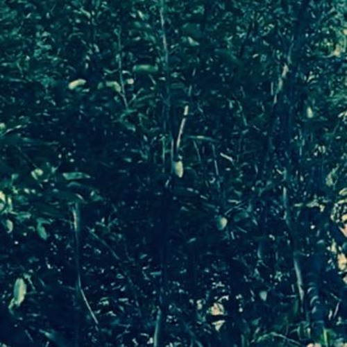 Stream Island Rule by BATL | Listen online for free on SoundCloud