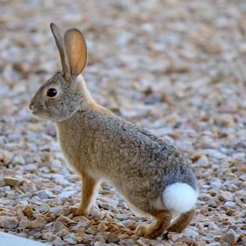 Stream TT Cottontail Overdrive Sample by Tony Tebbe | Listen online for ...