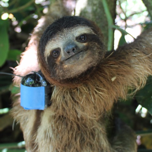Stream episode Why Are Sloths Wearing Tiny Backpacks? by Inside NATURE ...