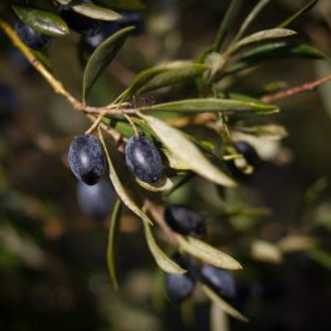 Stream Interview with Meno Kalisher by Julia Fisher of The Olive Tree ...