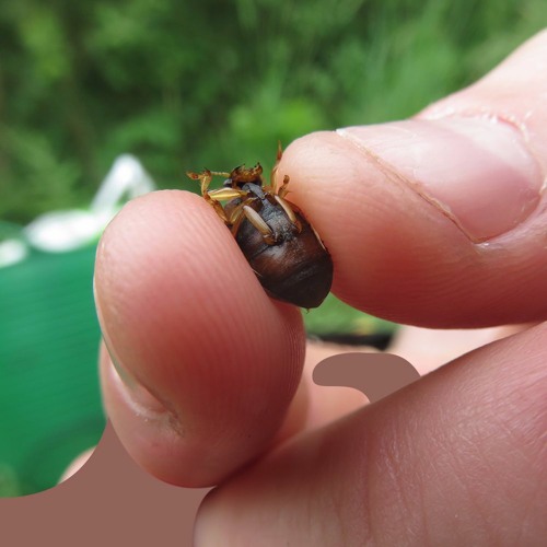 Stream Screech beetle (Hygrobia hermanni)recorded underwater by ...